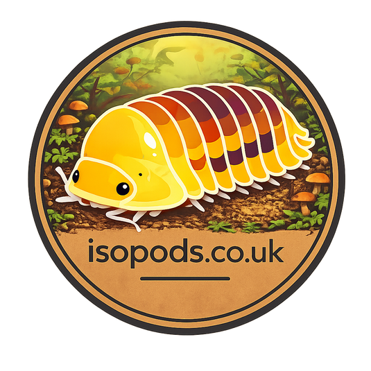 Isopod Terrarium Setup Guide | Build a Healthy Terrarium for Isopods ...